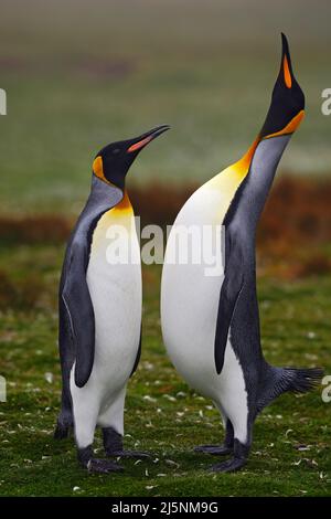 King penguin couple cuddling in wild nature, green background. Two ...