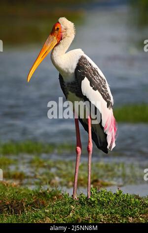 Yellow-billed strok (Mycteria ibis) and a huge nile crocodille ...