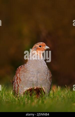 European Partridge (Perdix perdix) walking in snow, Vechta, Lower ...
