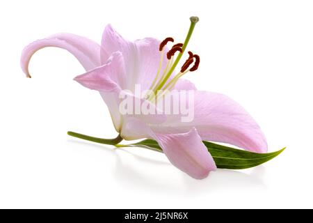 Beautiful pink Lily (Lilium, Liliaceae) isolated on white background ...