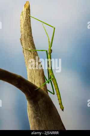 Green walking stick, stick bug, phobaeticus serratipes standing on tree ...