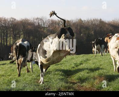 Kall, Germany. 25th Apr, 2022. Fog moves over the fields near Karl in ...