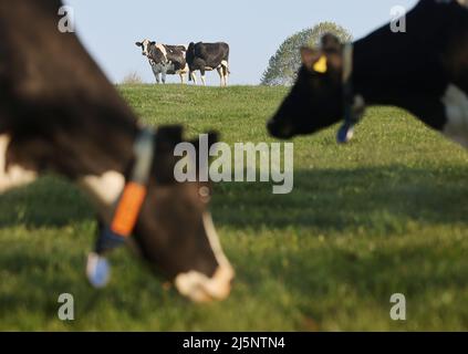 Kall, Germany. 25th Apr, 2022. Fog moves over the fields near Karl in ...