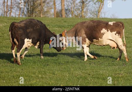Kall, Germany. 25th Apr, 2022. Dairy cows grazing in the pasture ...