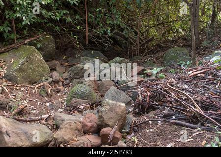 Volcanic basalt boulders and exposed tree roots after a landslip of ...