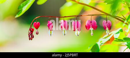 Weeping Heart (Dicentra spectabilis) Flowering in the Garden, Weeping ...