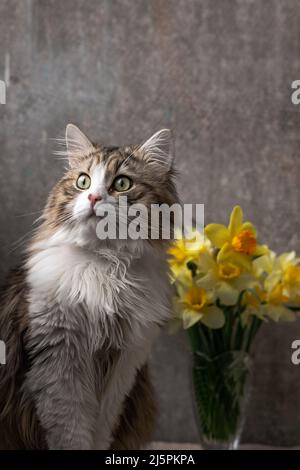 Young fluffy kitten in the chest Stock Photo - Alamy