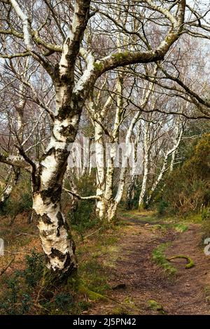 silver birch tree trees mature english woods wood woodland forest ...