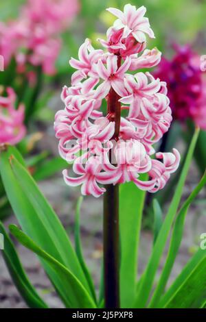 Pink natural hyacinths in the garden Stock Photo - Alamy