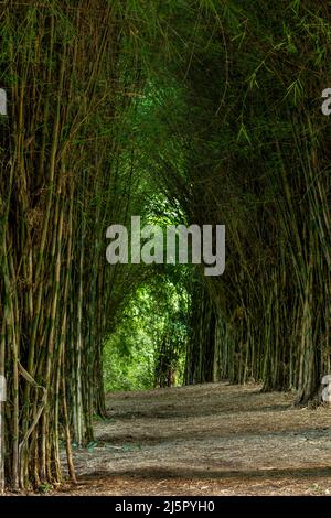 Tropical bamboo tunnel in Colombia. - stock photo Stock Photo - Alamy