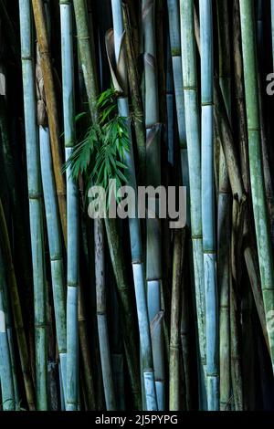 Tropical Blue Bamboo tree stalks (Bambusa chungii) - stock photo Stock ...