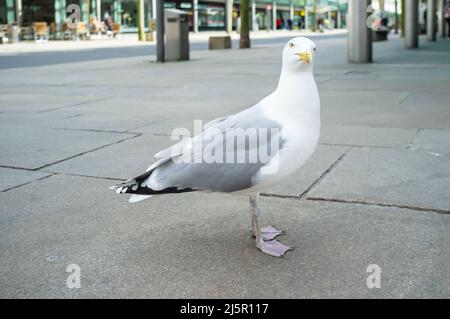 white pretty funny seagull standing looking at camera calm relaxed ...