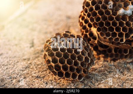 Hornet hive with empty honeycombs close up Stock Photo - Alamy