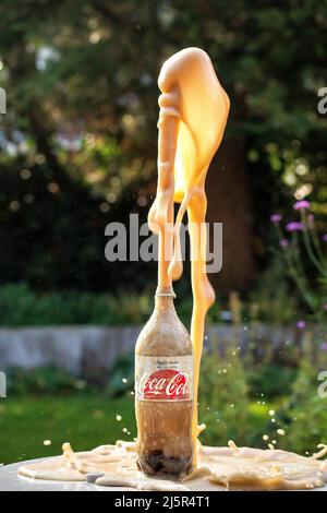 Coca-cola splashes out of the bottle after Mentos sweets were added ...