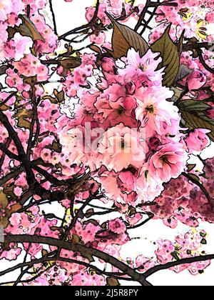 Japanese cherry blossom Stock Photo - Alamy