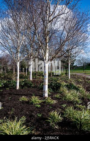 Birch Tree Grove Trunks Bark Closeup Background, Large Detailed ...
