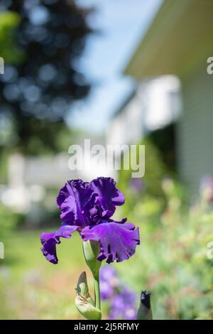Lovely purple iris flowers with green leaves grows in spring garden ...