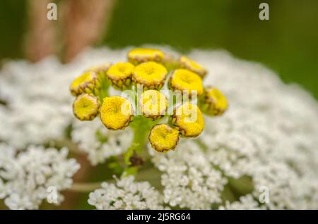 Tanacetum vulgare, macro photograph of common yellow tansy flowers with ...