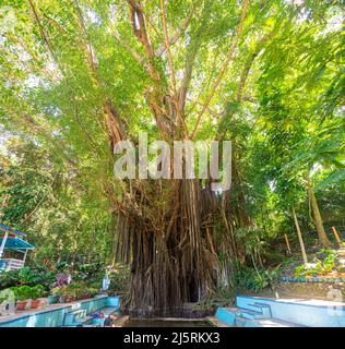Old Enchanted Balete Tree, Siquijor, Philippines - 15.11.2019 Stock ...