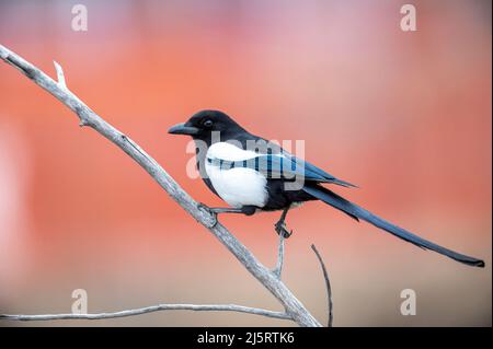 Black-billed magpie AKA American magpie (Pica hudsonia) perched in tree ...