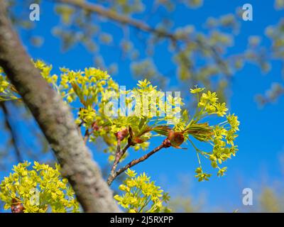 Flowering Norway maple in spring Stock Photo - Alamy