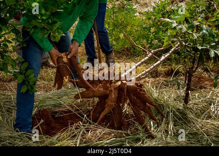 men harvesting manioc, removing the root from the ground, growing ...