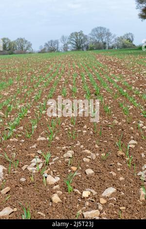 Spring barley at post emergence (hordeum vulgare) growing in a field ...