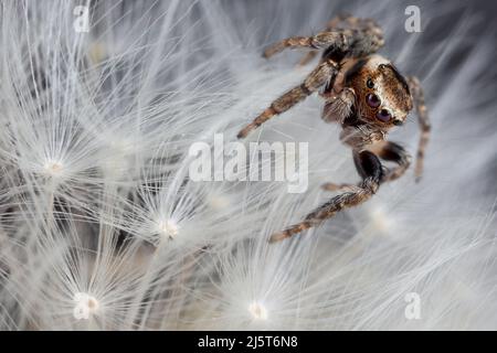 Jumping spider walking on the white dandelion fluff Stock Photo - Alamy