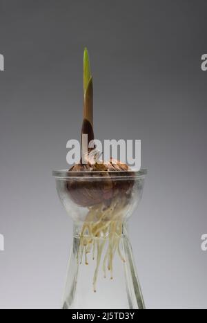 Gladioli Bulb Shoot and Roots in Glass Vase Stock Photo - Alamy