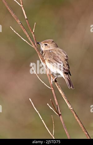 Garden Warbler at Nags Head RSPB Reserve Forest of dean UK Stock Photo ...
