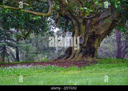 Ficus rubiginosa, the rusty fig or Port Jackson fig, is a species of ...
