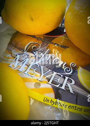 Meyer lemon (Citrus x meyeri). Hybrid between Citrus medica and Citrus ...