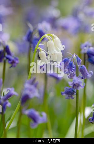 Sea of Bluebells Stock Photo - Alamy