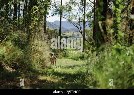 American bulldog exploring trail walk in the Australian bush Stock ...