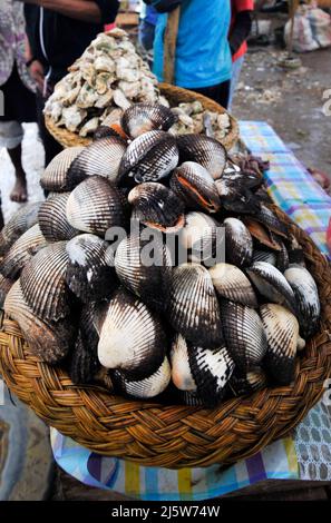 blood clam, Tegillarca granosa in scientific name , on display at ...