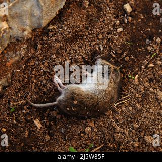 Dead field mouse lying on the ground outdoors Stock Photo - Alamy