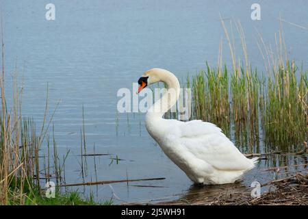 A mute swan standing in the grass. It's a young bird, his beak is dull ...