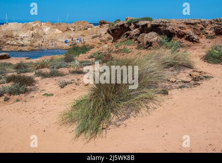 Psammophile plant communities in the municipality Es Mercadal, Menorca ...