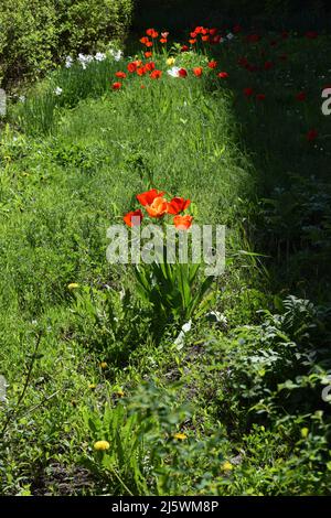 Large beautiful blossoming tulips against background of green leaves ...