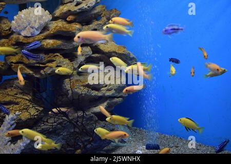 Small bright African fish Labidochromis caeruleus Stock Photo - Alamy