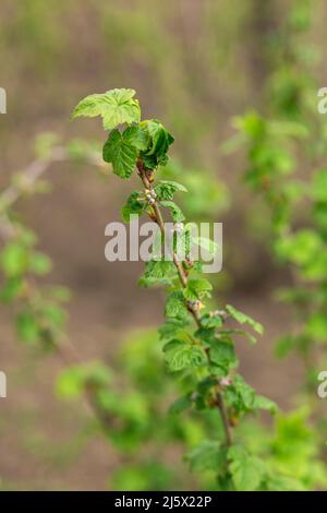Black Currant flower buds Stock Photo - Alamy