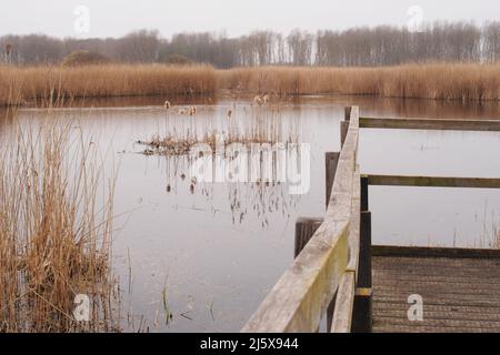 Reeds in the foreground near a river in sunlight at sunset. Reed in the ...