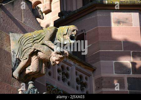 A gargoyle figure Part of the Minster in the city center of Freiburg in ...