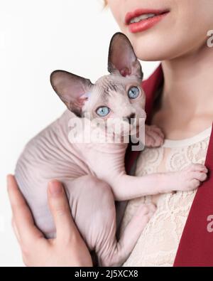 Shallow focus closeup shot of Canadian goose Stock Photo - Alamy