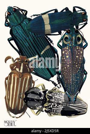 Art by Eugene Seguy - Insectes Plate 18 (1929 Stock Photo - Alamy