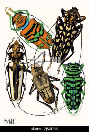 Art by Eugene Seguy - Insectes Plate 18 (1929 Stock Photo - Alamy