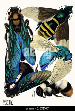Art by Eugene Seguy - Insectes Plate 18 (1929 Stock Photo - Alamy