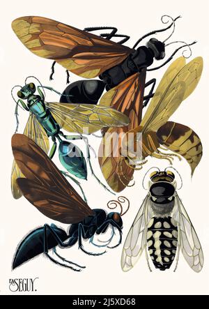 Insectes - Insects Stock Photo - Alamy