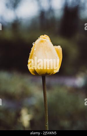 beautiful yellow tulpin with raindrops Stock Photo - Alamy