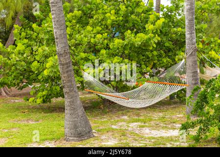 palm tree with rag hanging hammock Stock Photo - Alamy